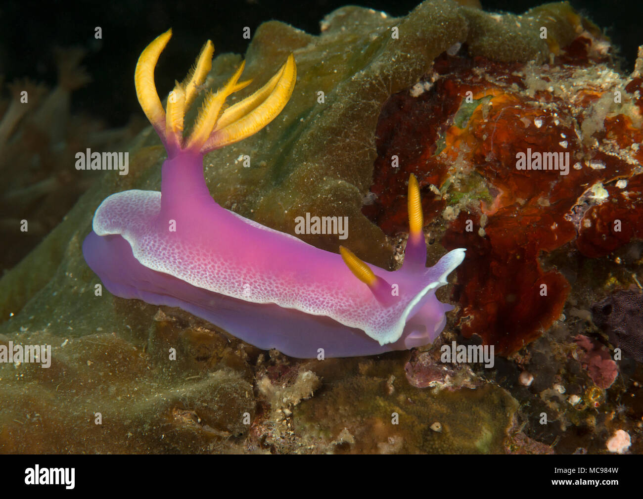 Purple sea slug hypselodoris apolegma hi-res stock photography and ...