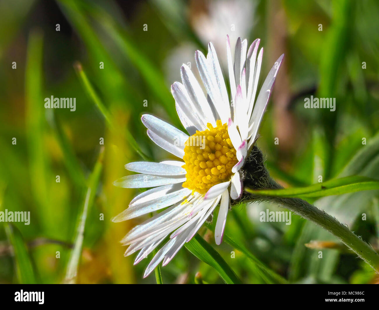 Bosque floral hi-res stock photography and images - Alamy