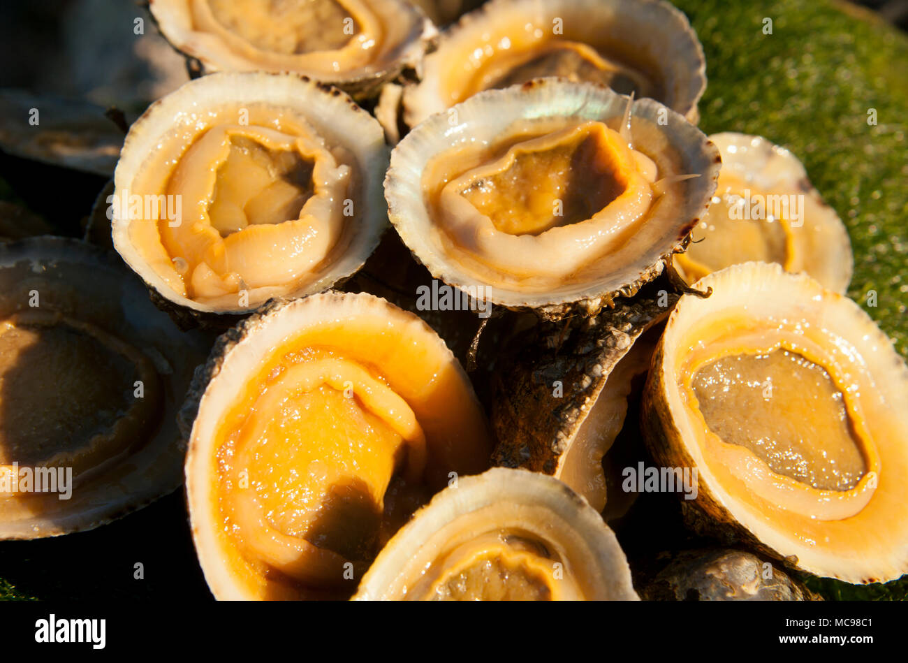 Common limpets, Patella vulgata, gathered while foraging for shellfish ...