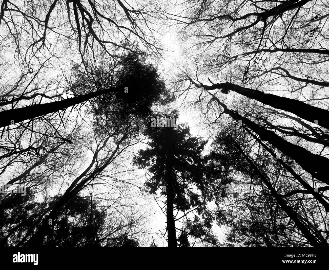Spring woodland scene with trees silhouetted against an early morning ...