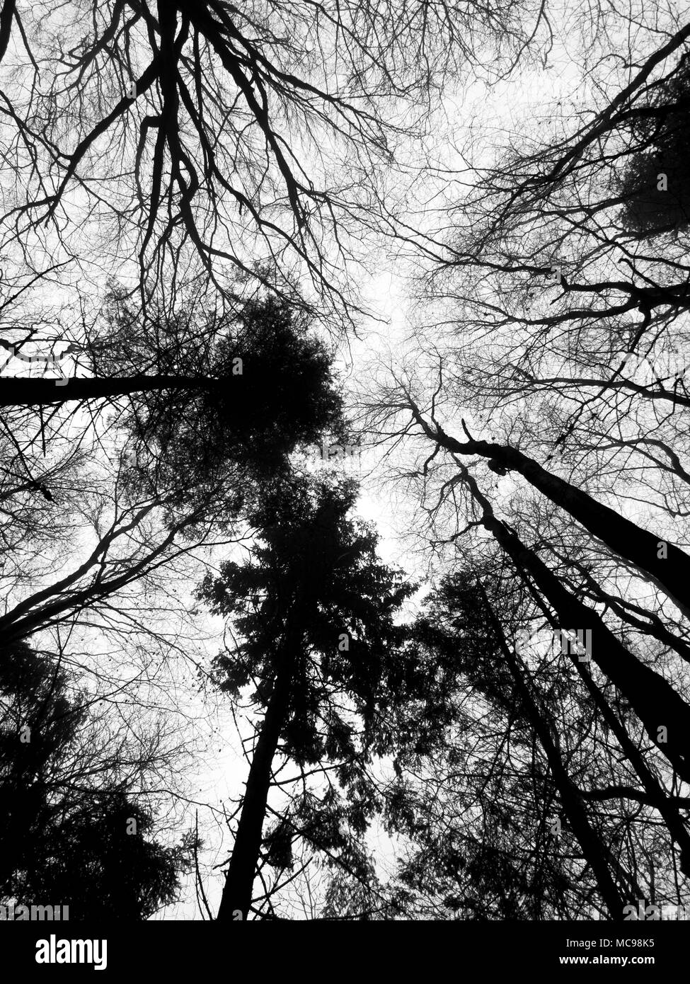 Spring woodland scene with trees silhouetted against an early morning ...