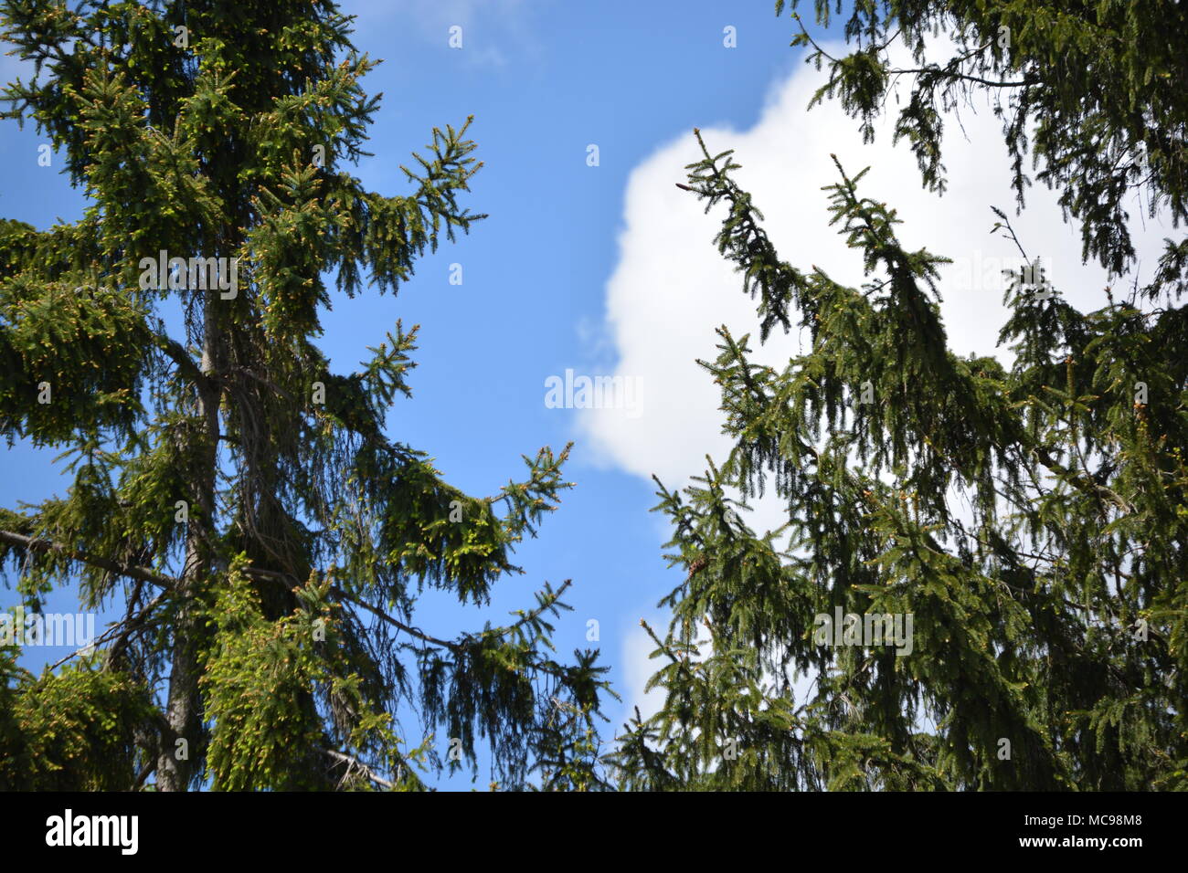 Two Fir Trees and a Blue Sky with a Great White Cloud Stock Photo - Alamy
