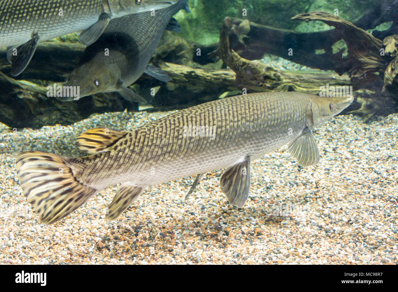 Arapaima gigas, also known as pirarucu, is a species of arapaima native ...