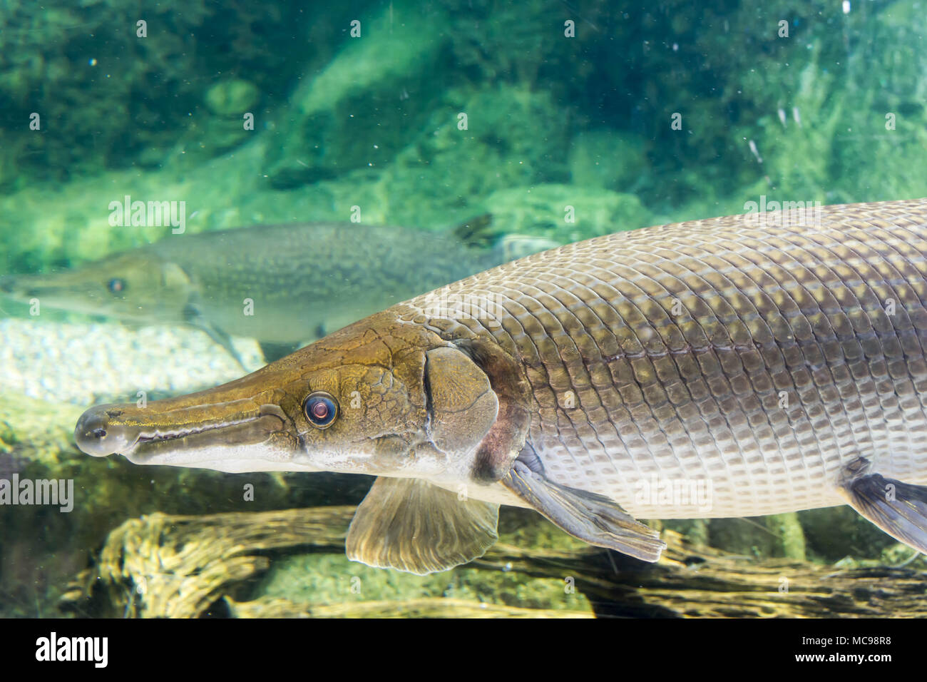 Arapaima gigas, also known as pirarucu, is a species of arapaima native ...