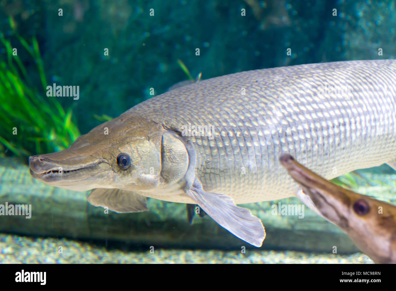 Arapaima gigas, also known as pirarucu, is a species of arapaima native ...