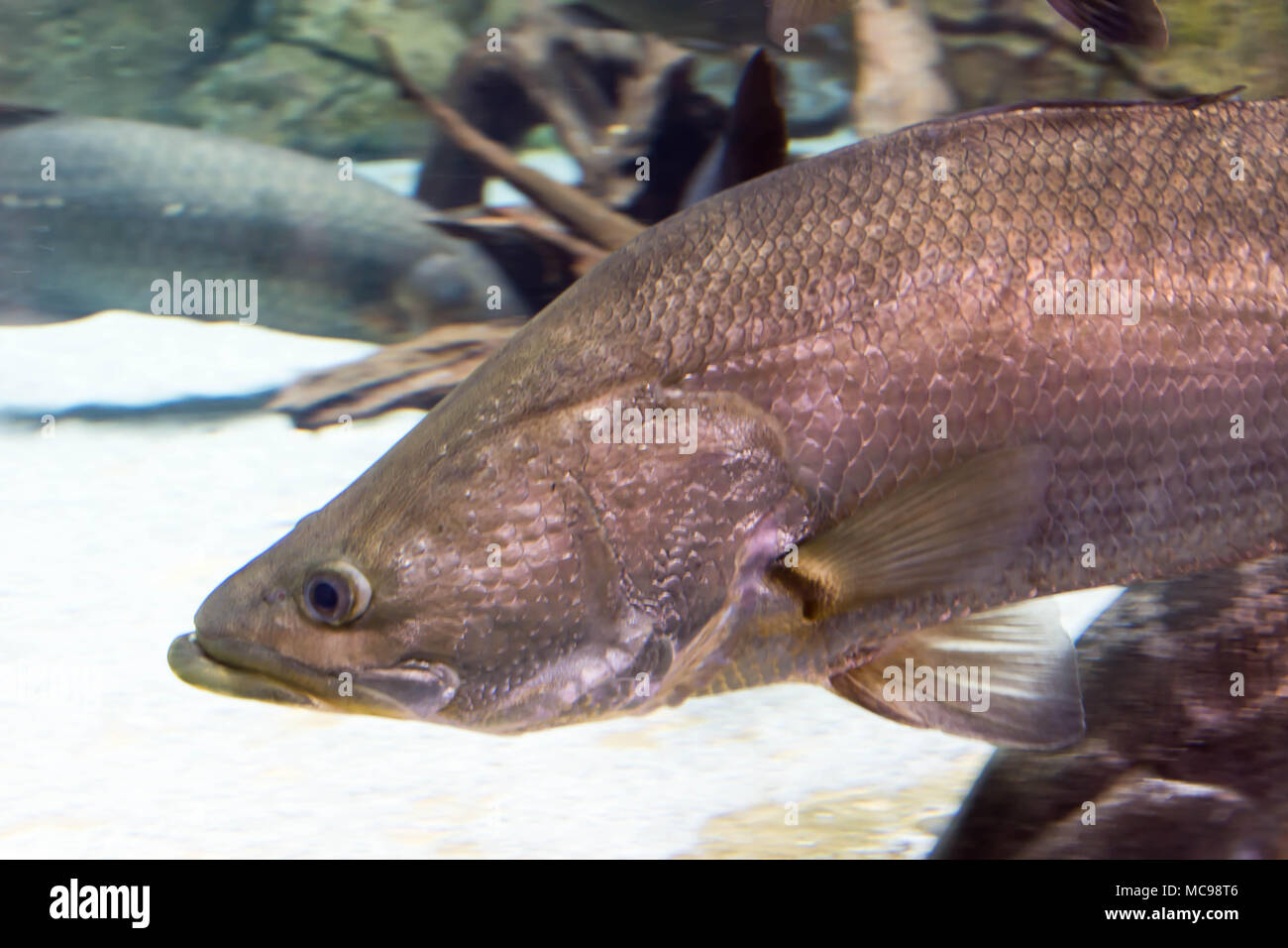 Arapaima gigas, also known as pirarucu, is a species of arapaima native ...