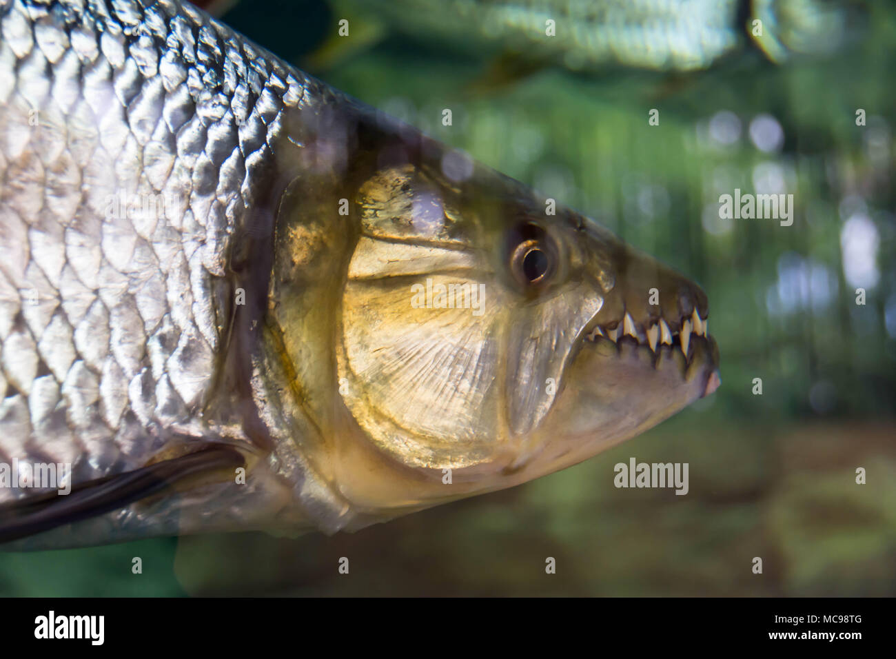 Tiger fish focusing on head showing its big teeth. Being displayed in ...