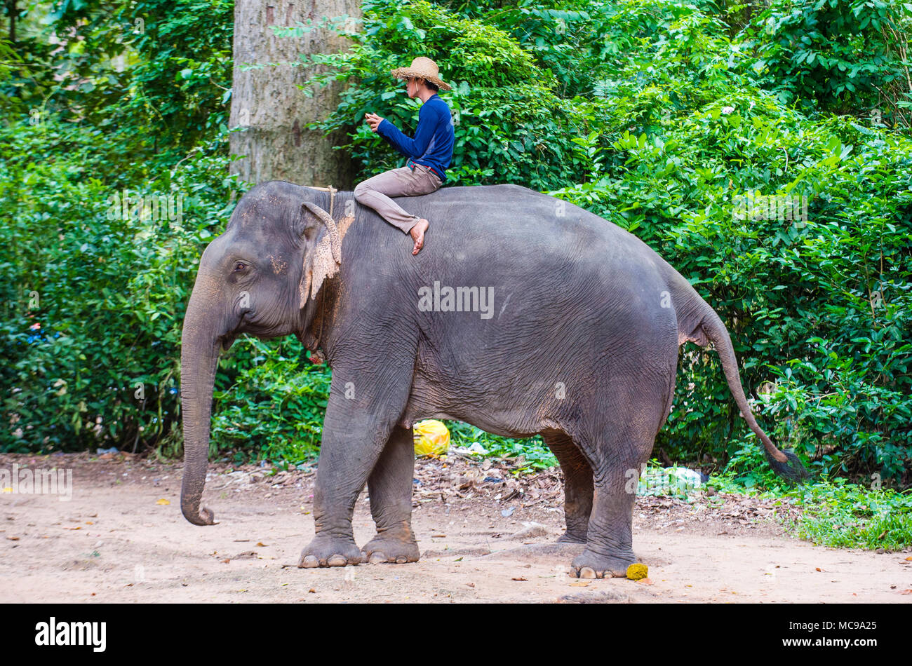 Man riding an elephant hi-res stock photography and images - Alamy