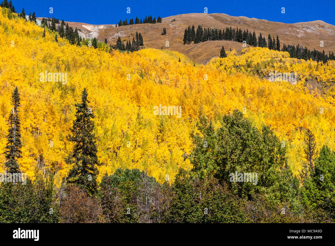 Autumn color along the Million Dollar Highway (US 550) portion of the ...