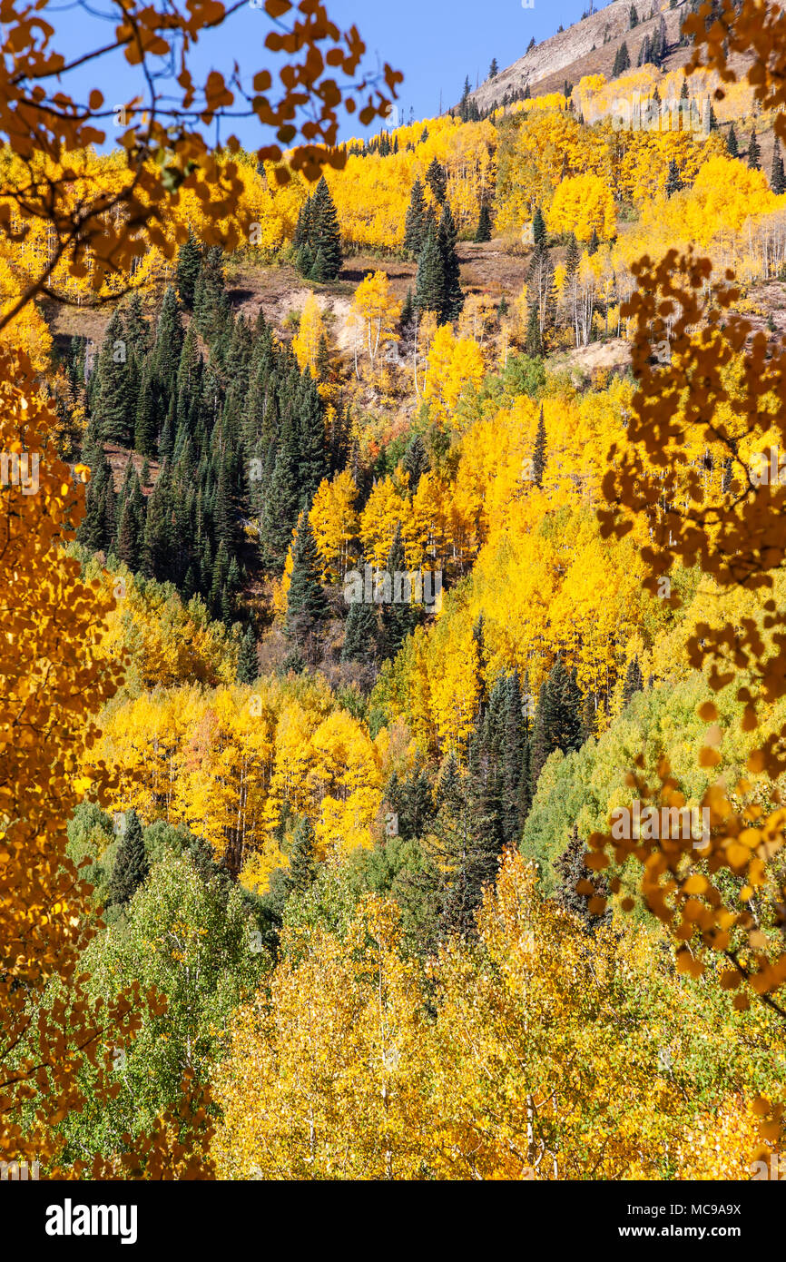 Autumn Color with Aspens turning - along the Ohio Pass road between ...