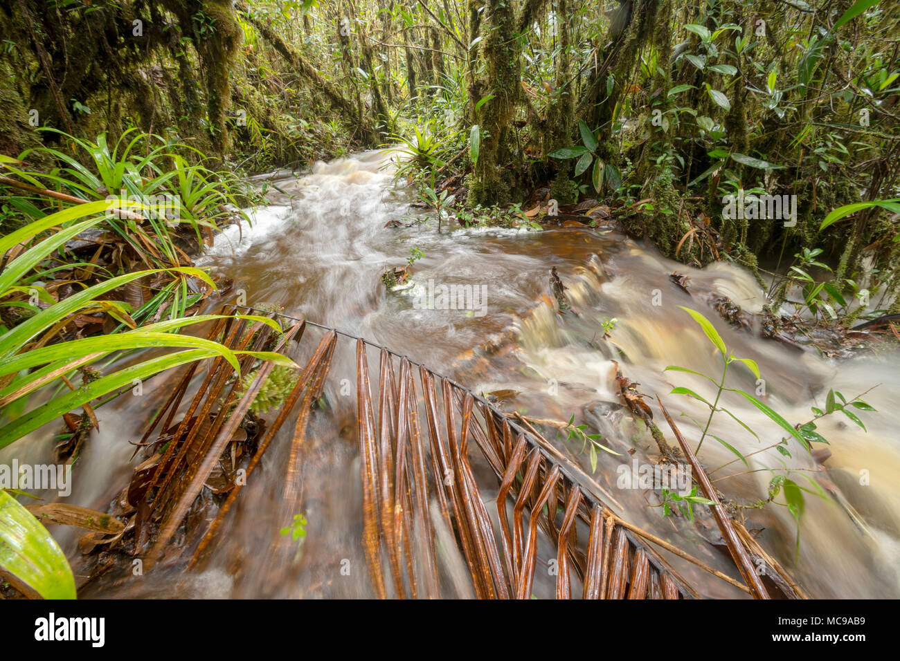 Floodwater pouring through the rainforest. A stream has burst its banks ...
