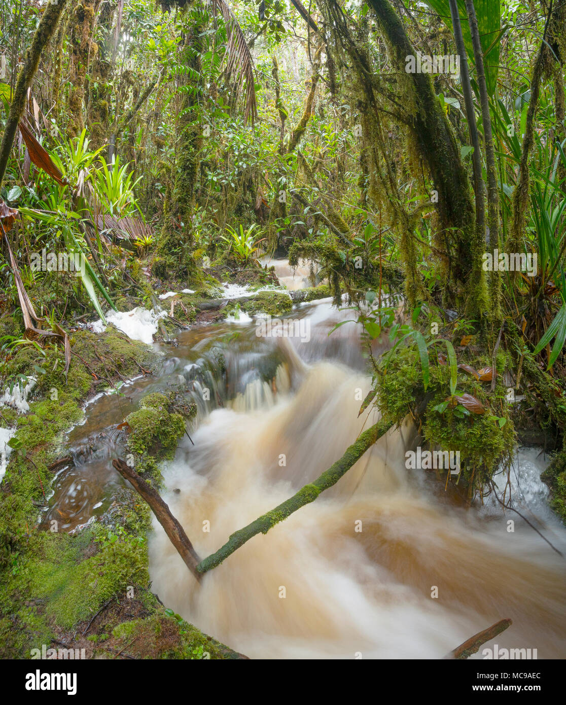 Floodwater pouring through the rainforest. A stream has burst its banks ...
