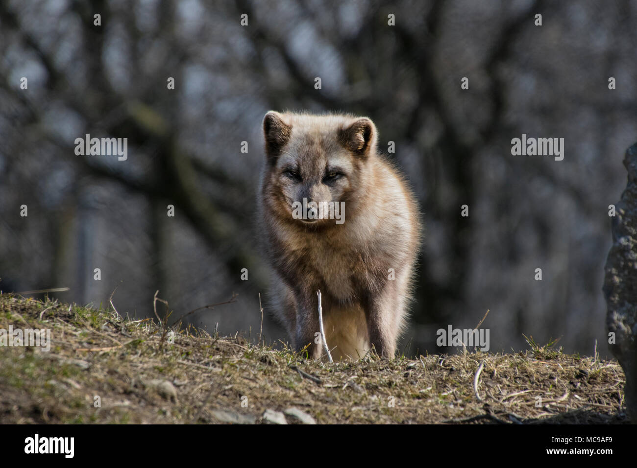 An Arctic Fox in spring Stock Photo - Alamy