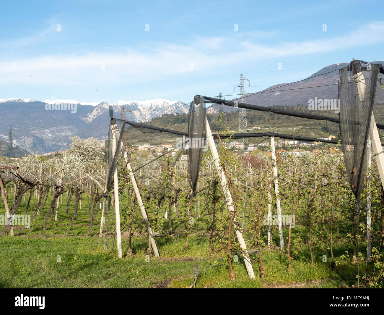 in trentino villagarina valley is springtime and fields of vineyards ...
