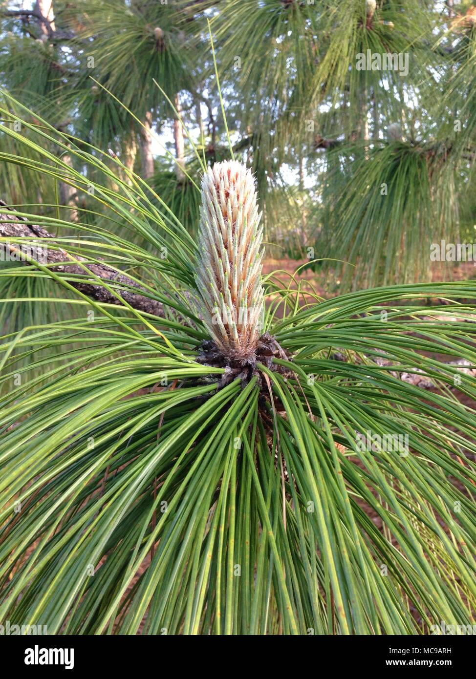 Pne cone hi-res stock photography and images - Alamy