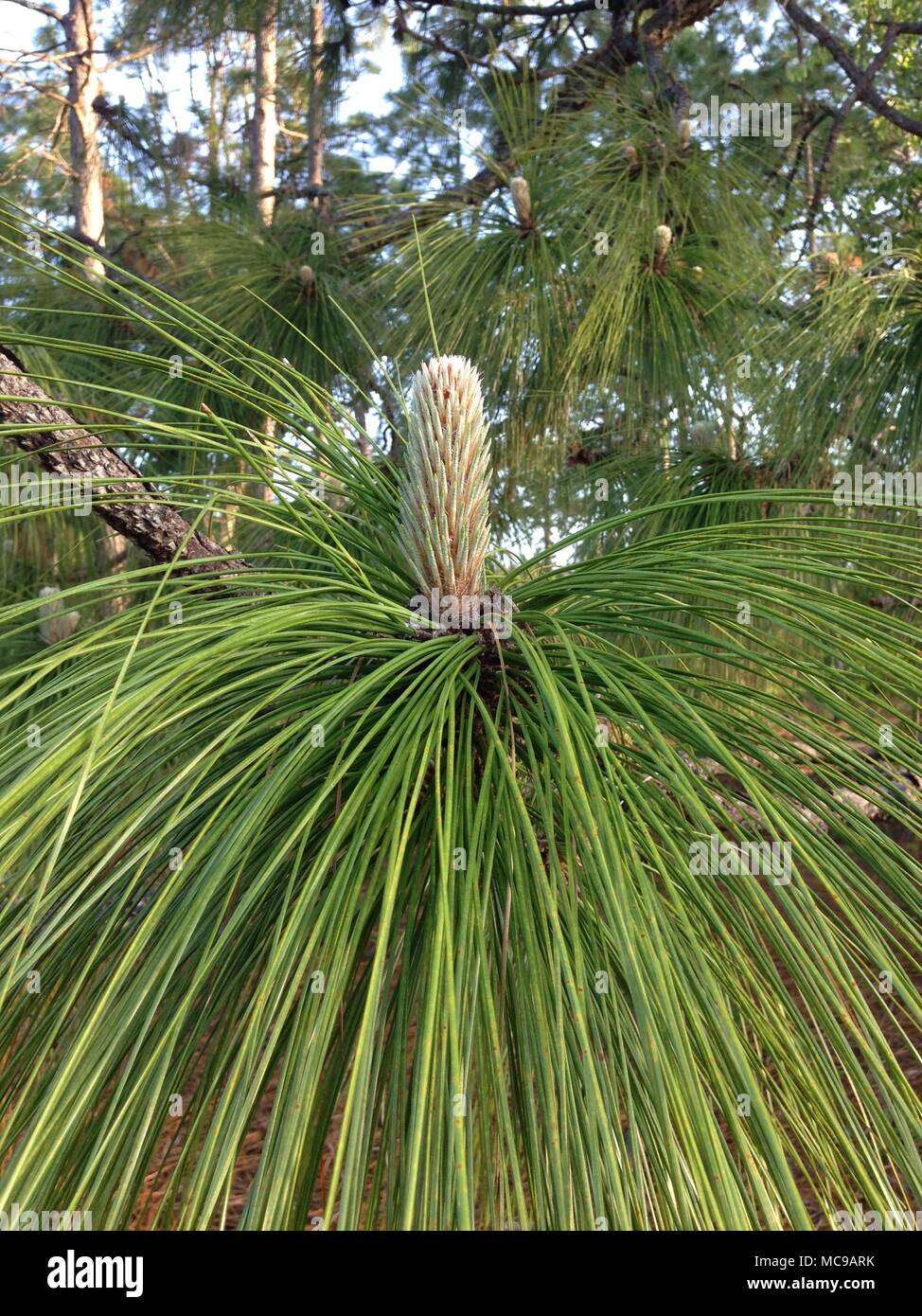 Pne cone hi-res stock photography and images - Alamy