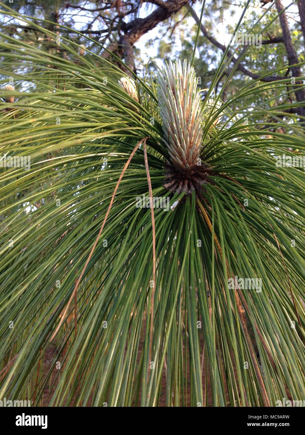 Developing baby hi-res stock photography and images - Alamy