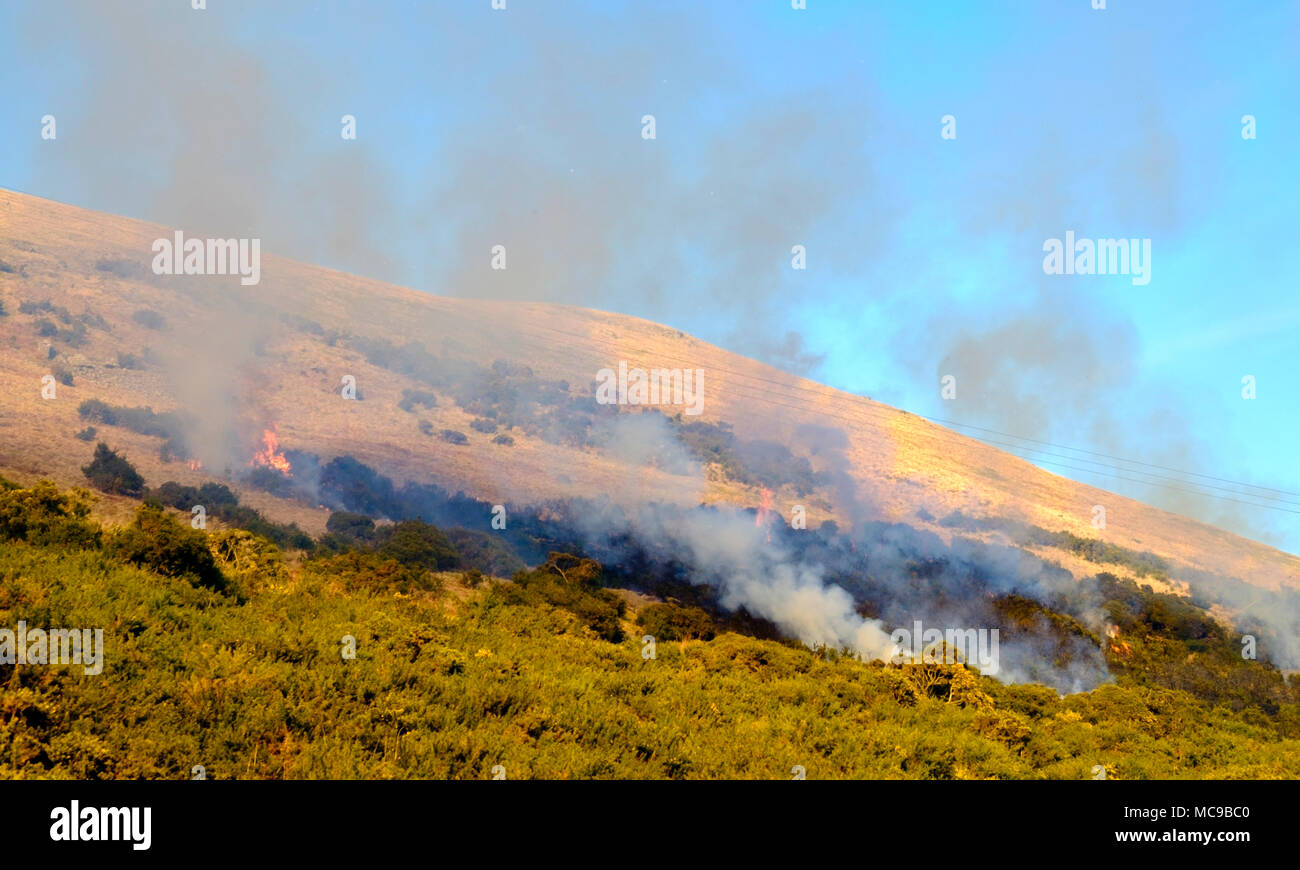 Controlled gorse burning on a hillside in the Scottish Borders near ...