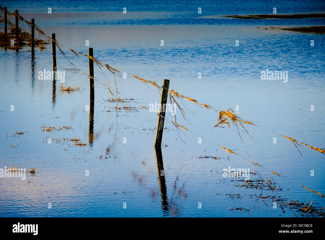 Field underwater hi-res stock photography and images - Alamy