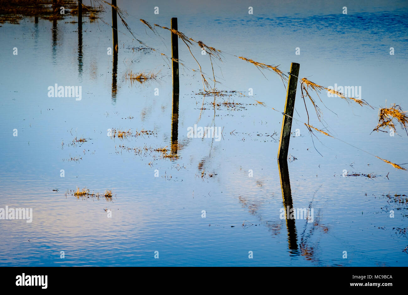 Field underwater hi-res stock photography and images - Alamy
