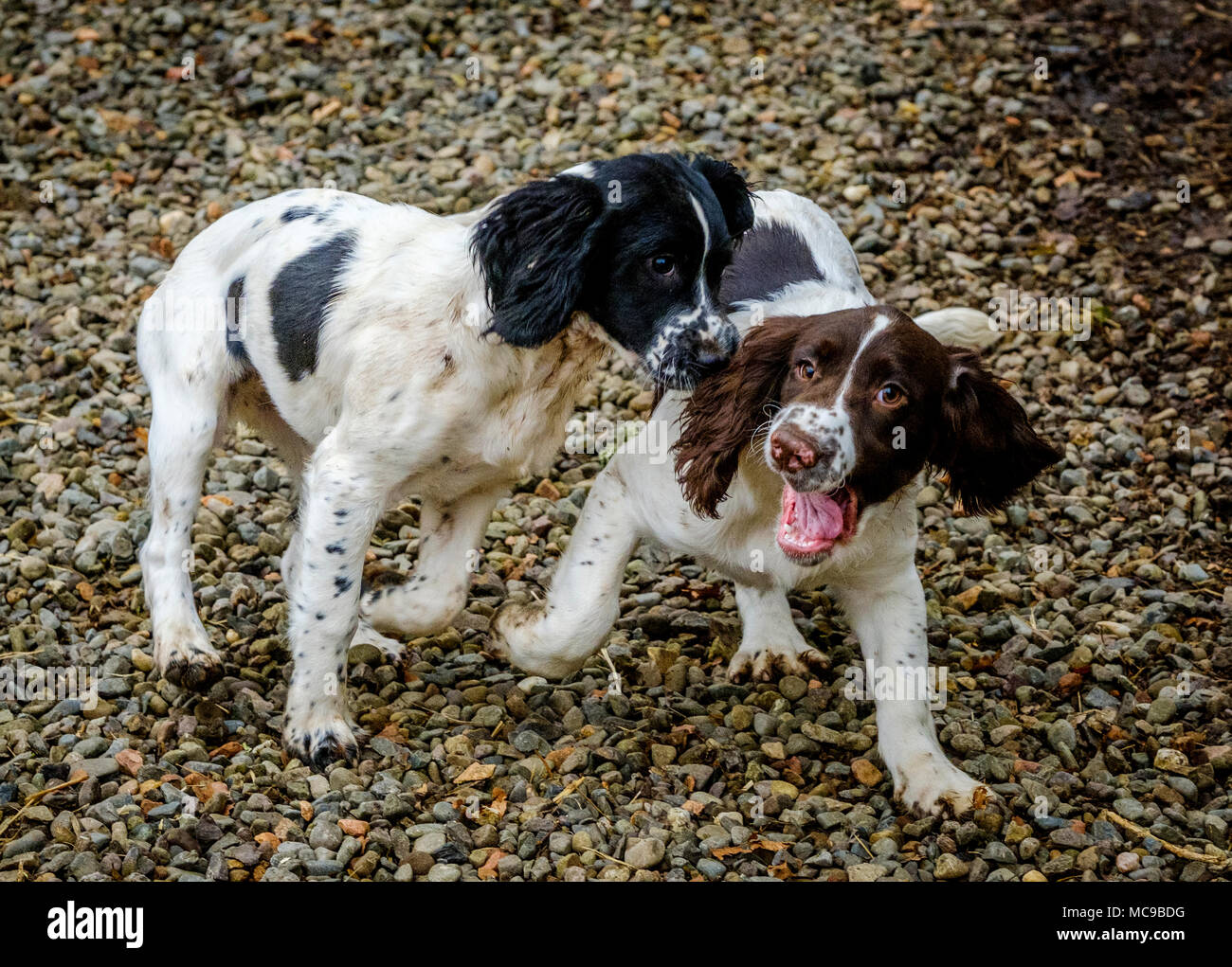 English Springer Spaniel Puppies at play Stock Photo - Alamy
