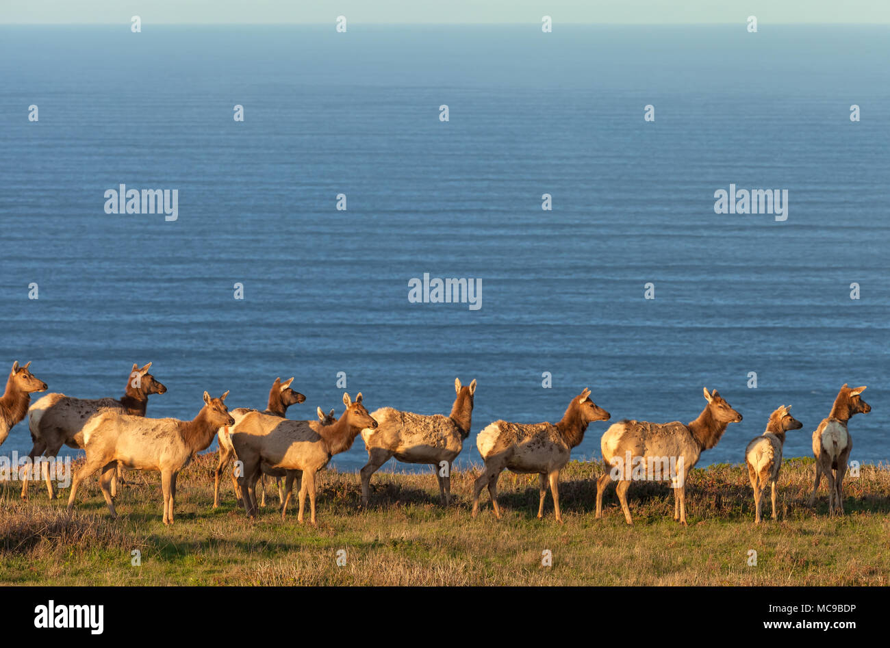 California native wildlife hi-res stock photography and images - Alamy