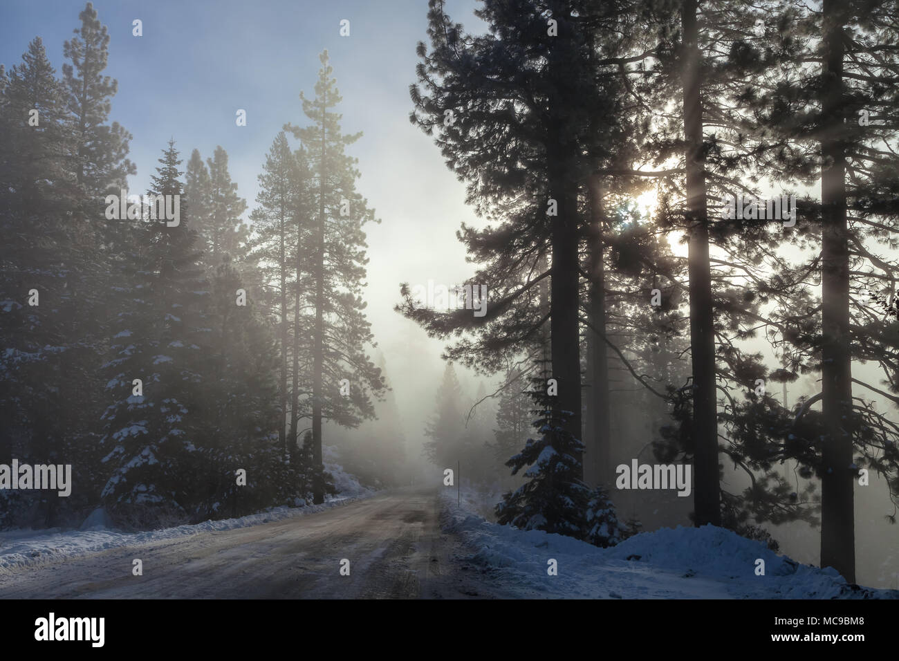 Dense fog covered the pine forest in Donner State Park, Eastern Sierra ...
