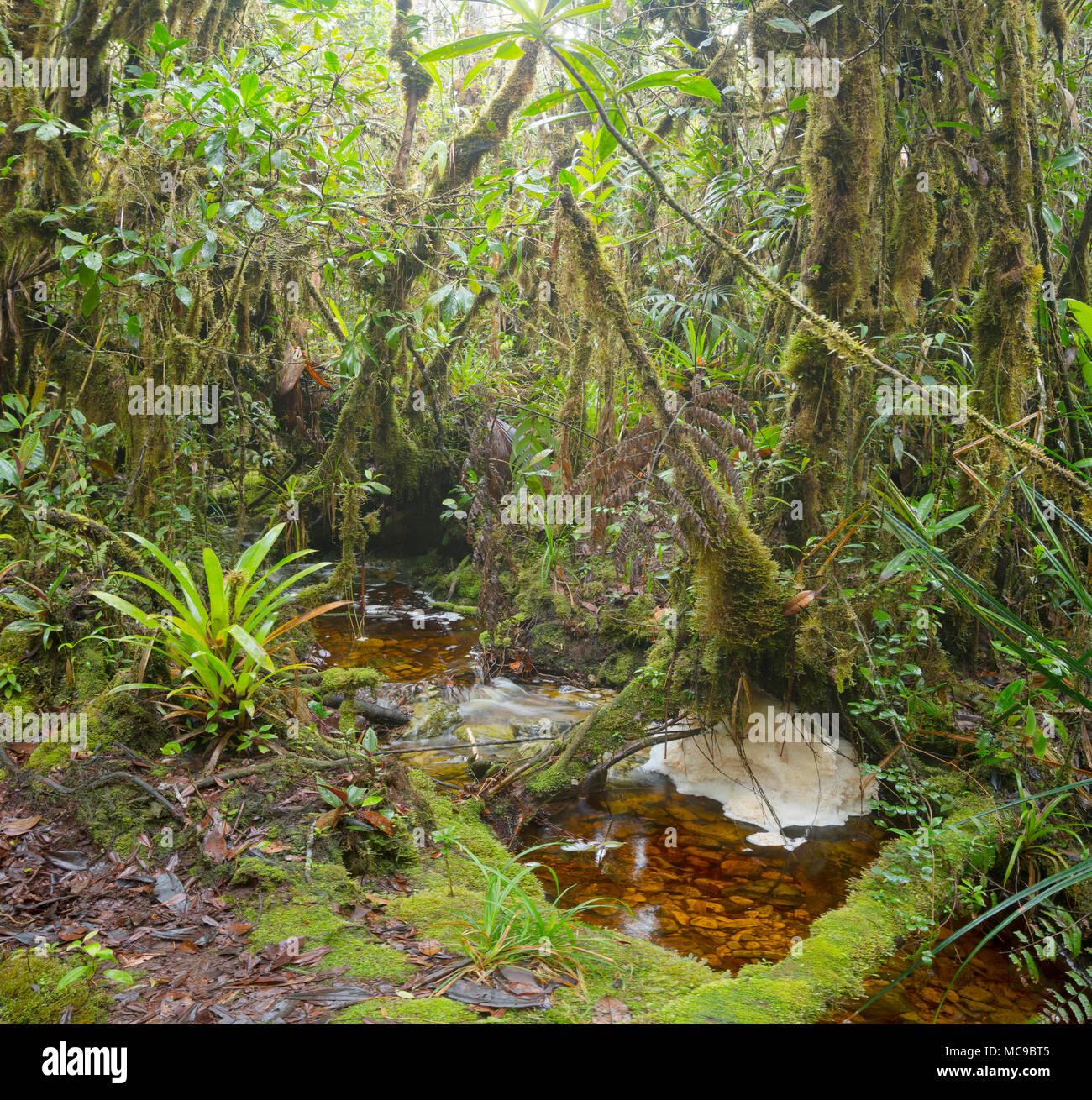 Blackwater stream in mossy montane rainforest at 1500m elevation. With ...