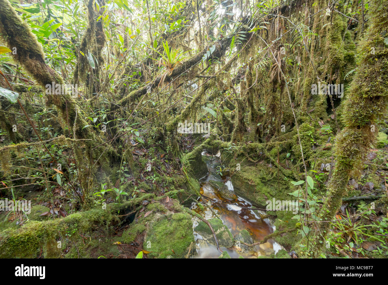 Blackwater stream in mossy montane rainforest at 1500m elevation. With ...