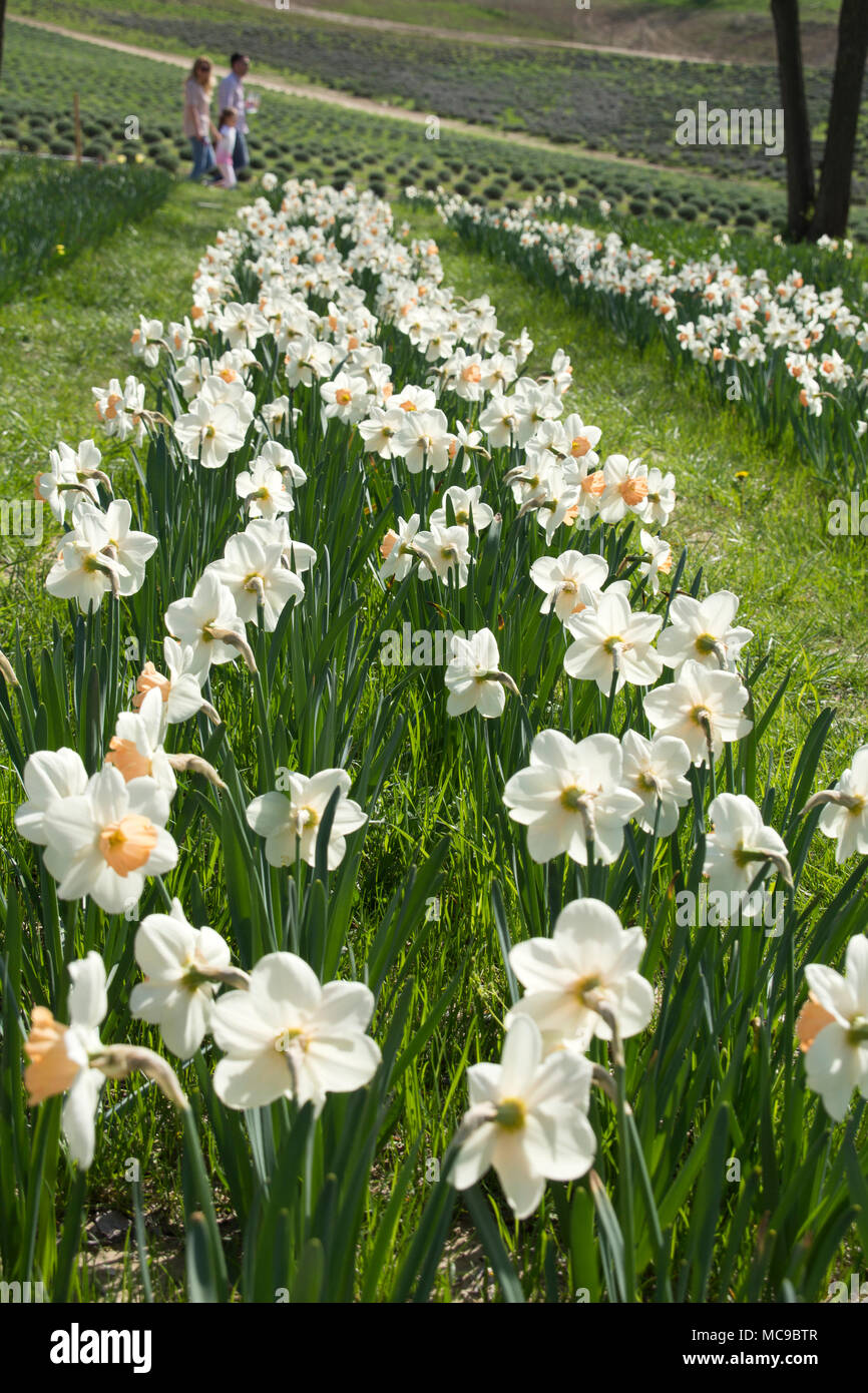 White color daffodil hi-res stock photography and images - Alamy