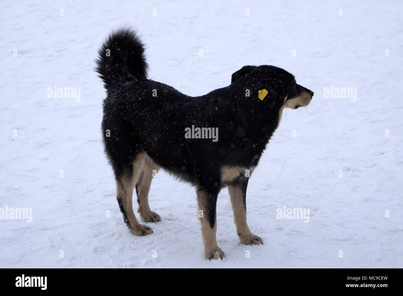 Stray dog with a yellow chip in the ear Stock Photo - Alamy