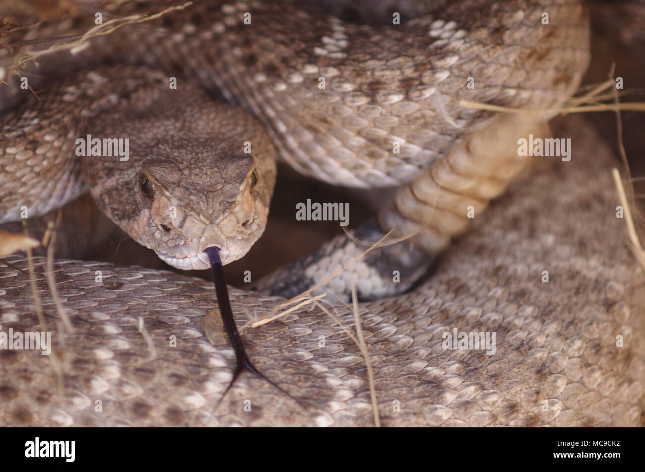 Pit viper family hi-res stock photography and images - Alamy