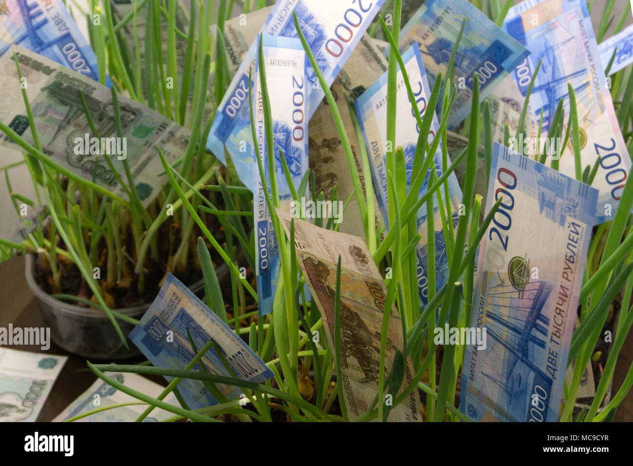 Money tree pounds hi-res stock photography and images - Alamy
