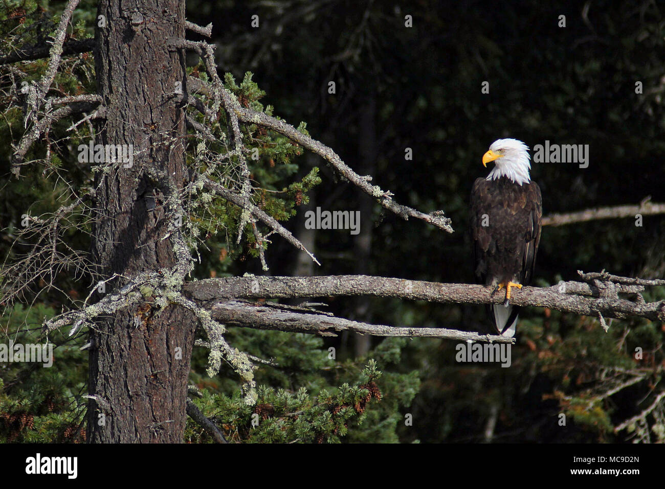 Bald Eagle (Haliaeetus leucocephalus) sitting in a tree at the ferry terminal on Pender Island ...