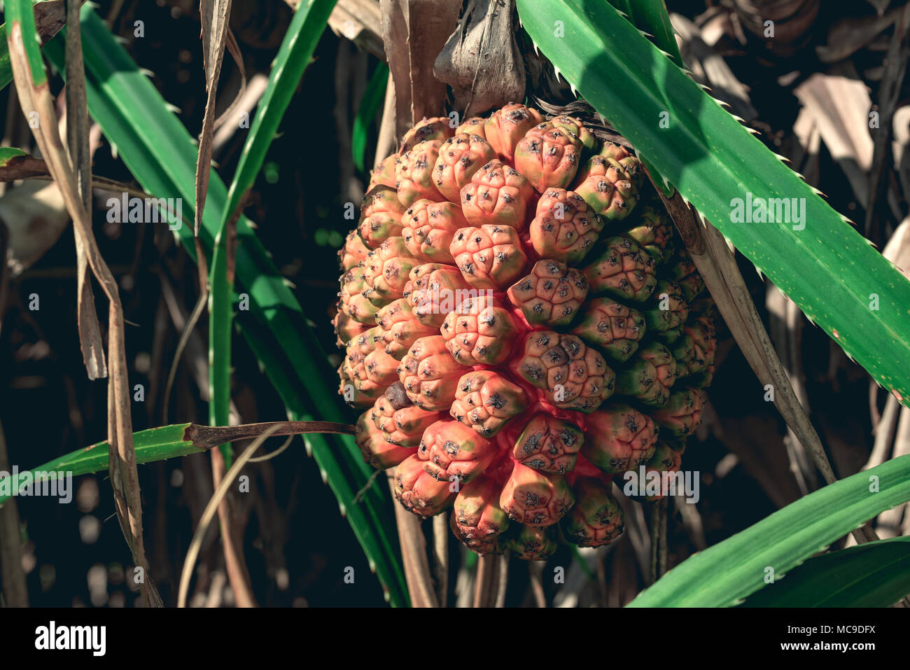 Pandan (Pandanus sp.) with a ripe fruit growing on the Lazy Beach Coast ...