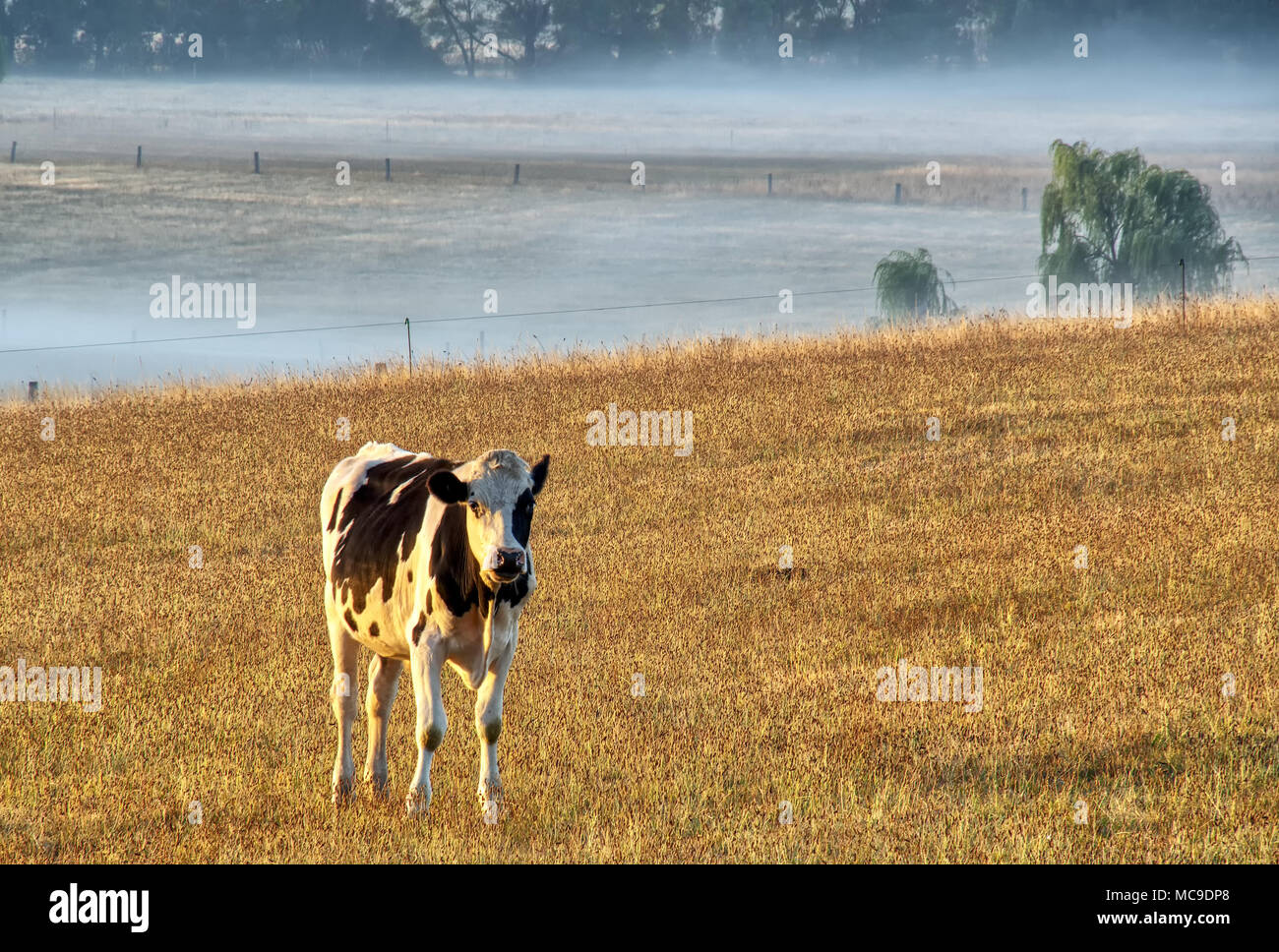 Cow paddock hi-res stock photography and images - Alamy