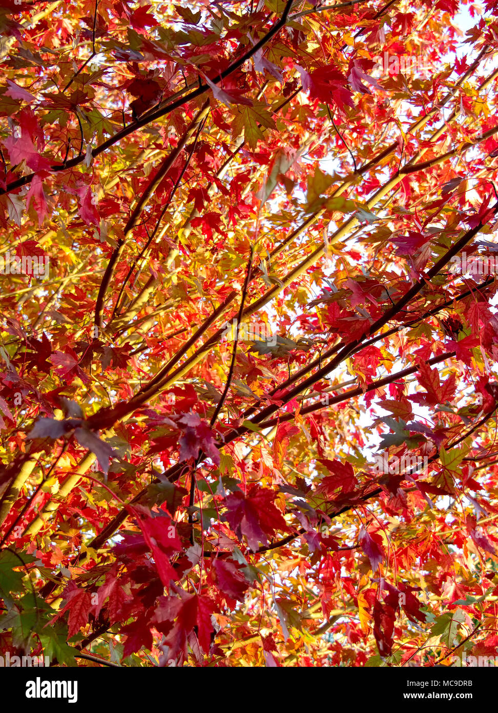 autumn leaves red Stock Photo - Alamy
