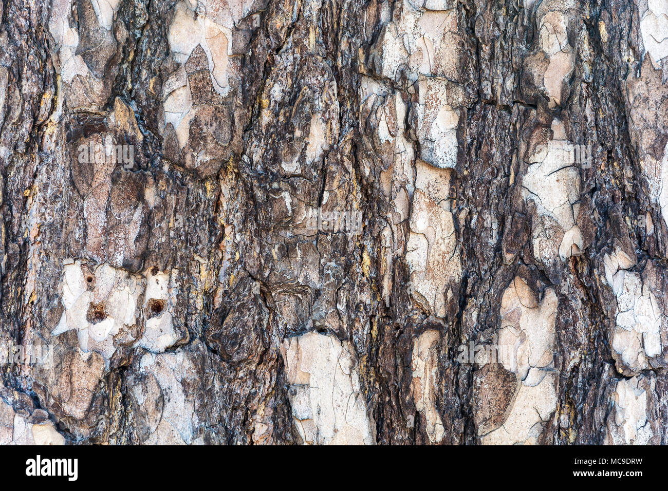 Background image natural the bark of a tree with visible structure and ...