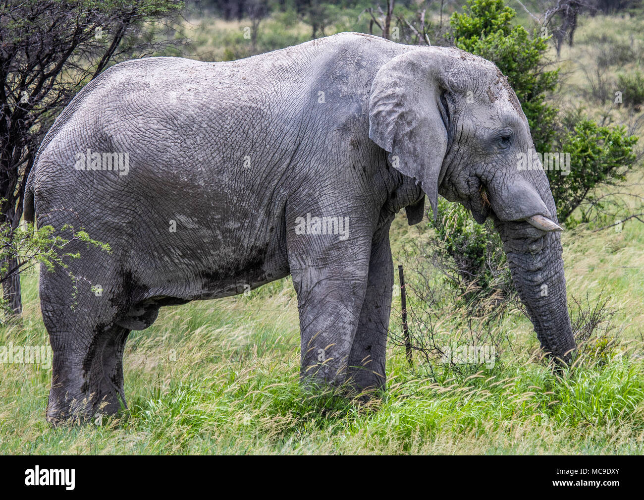 African Elephant in the Nxai Pan National Park in Botswana during ...