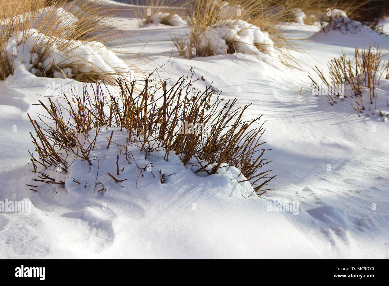 Heavy snow covered bushes in a winter landscape in daytime sunlight ...