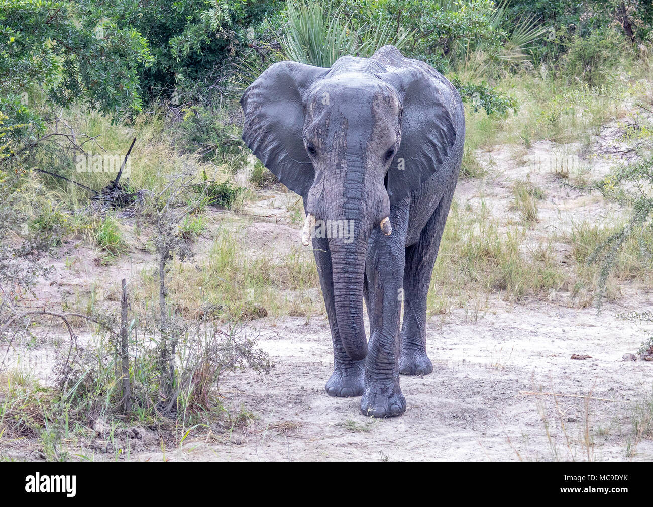 African Elephant drinking at a waterhole in the Nxai Pan National Park ...