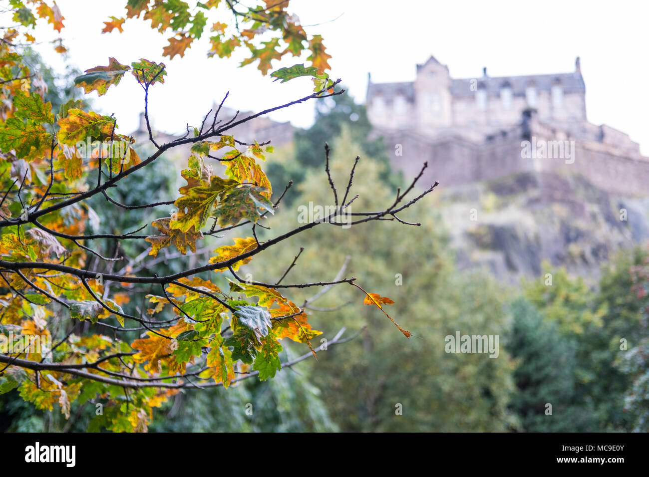 Edinburgh castle behind tree hi-res stock photography and images - Alamy