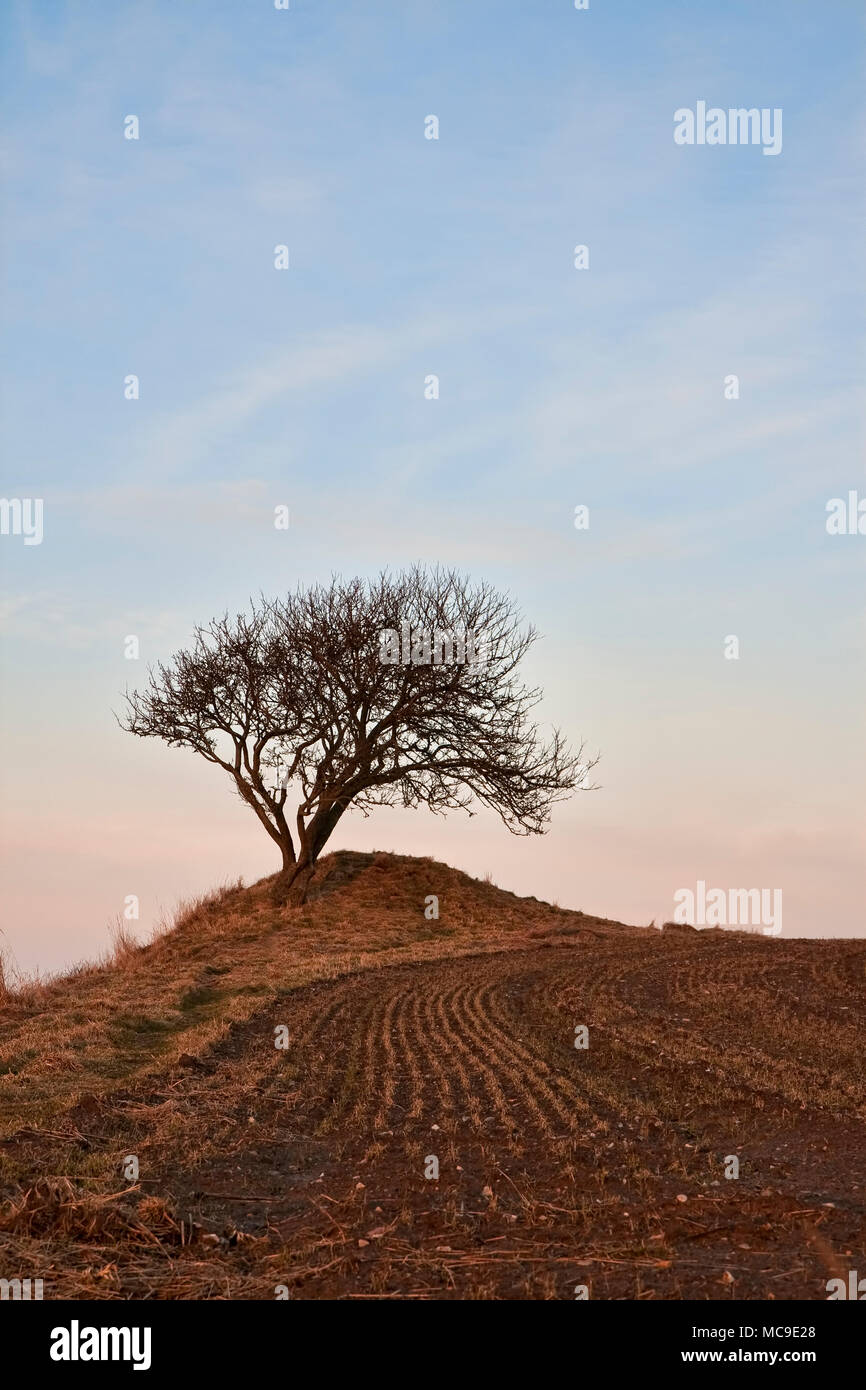 Lonely tree on a hill hi-res stock photography and images - Alamy