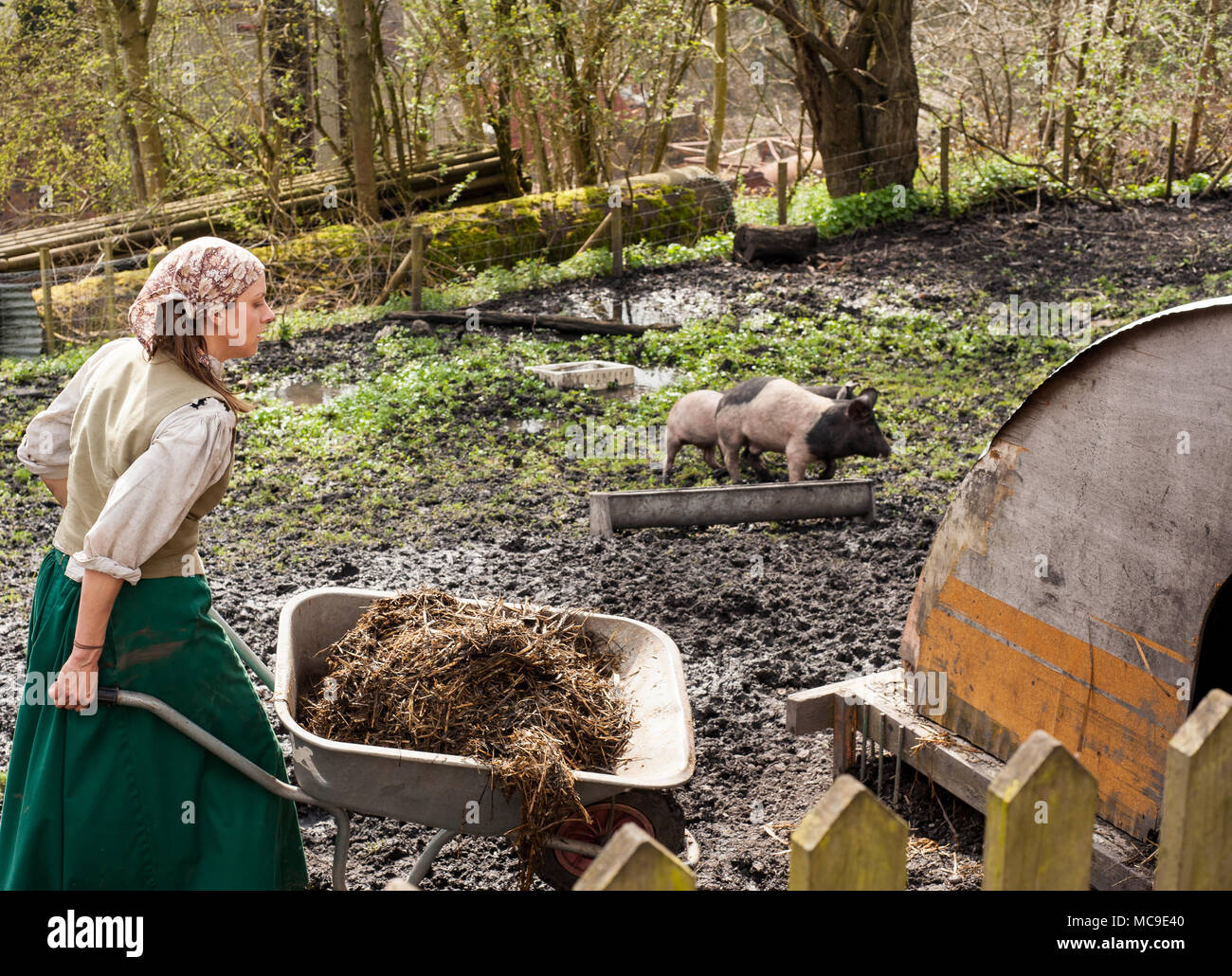 Pigsty hi-res stock photography and images - Alamy