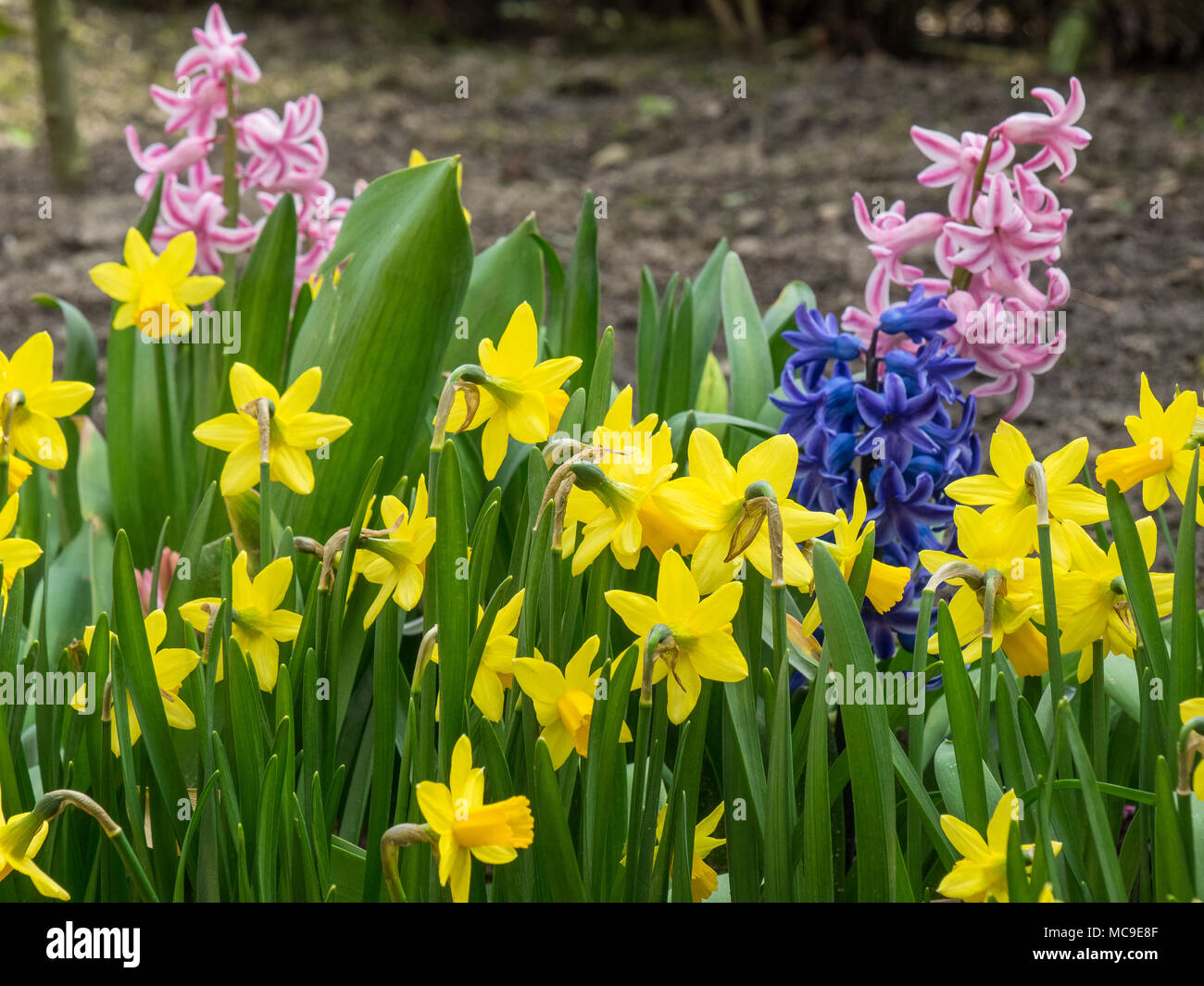spring time in the german muensterland Stock Photo - Alamy