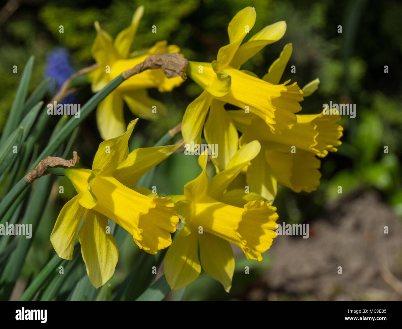 spring time in the german muensterland Stock Photo - Alamy