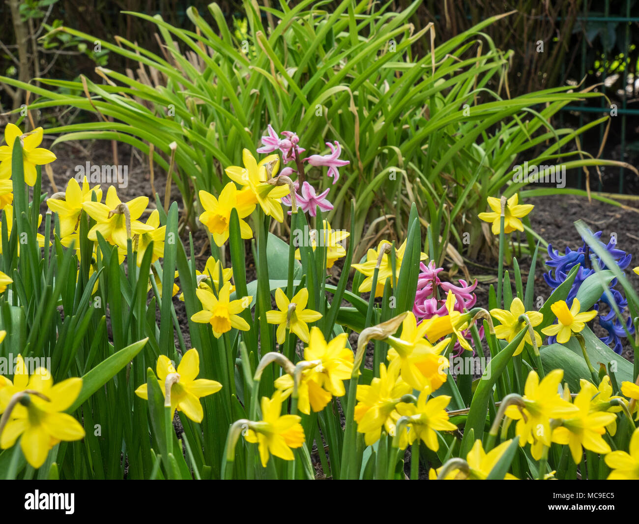spring time in the german muensterland Stock Photo - Alamy