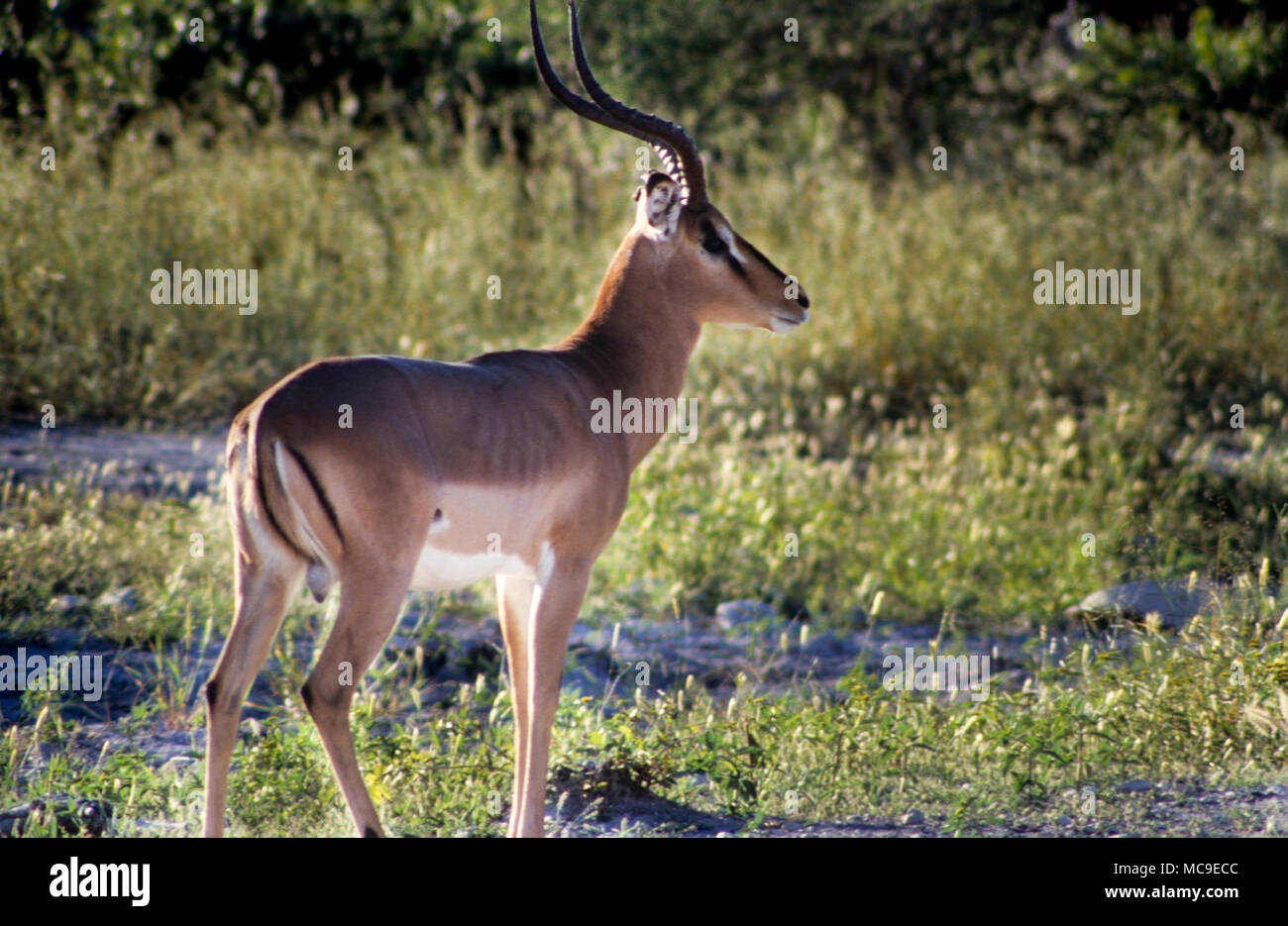 Portrait of a male black faced impale (Aepyceros melampus) Etosha ...