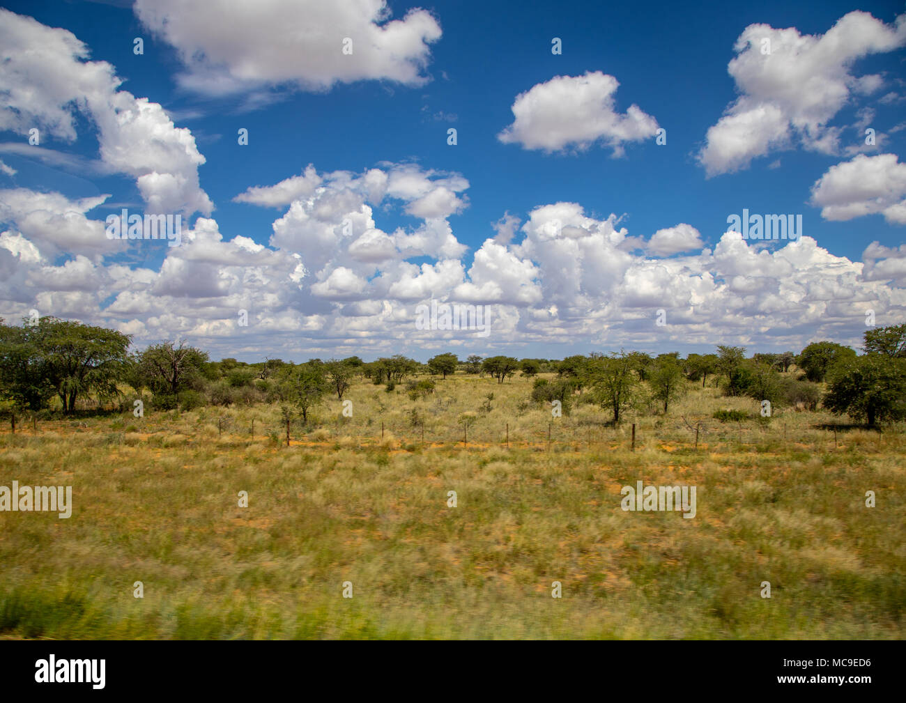Landscape of the Kalahari at Namibia during summer Stock Photo - Alamy