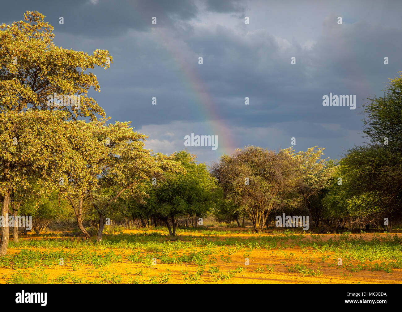 Landscape of the Kalahari with a rainbow at Namibia during summer Stock ...